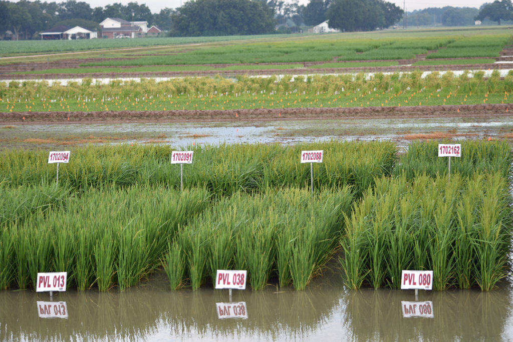 Rice, research and recognition highlight LSU field day - Rice Farming