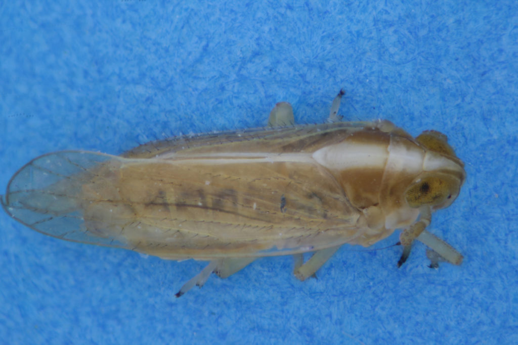 Belchim receives 2ee for rice delphacid insecticide, should it be ...