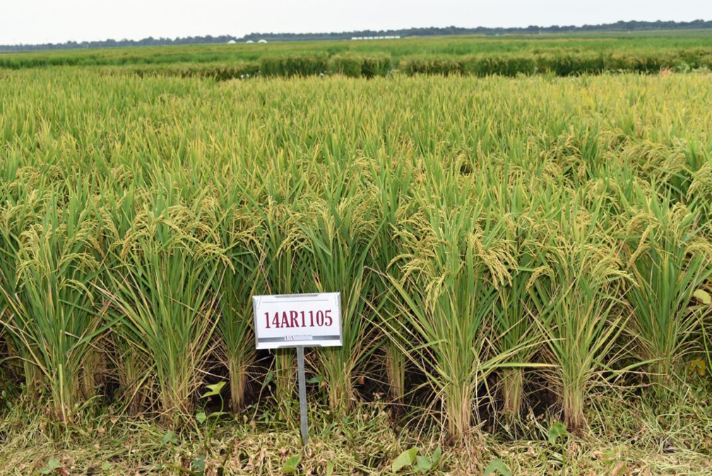 The smell of success - Rice Farming