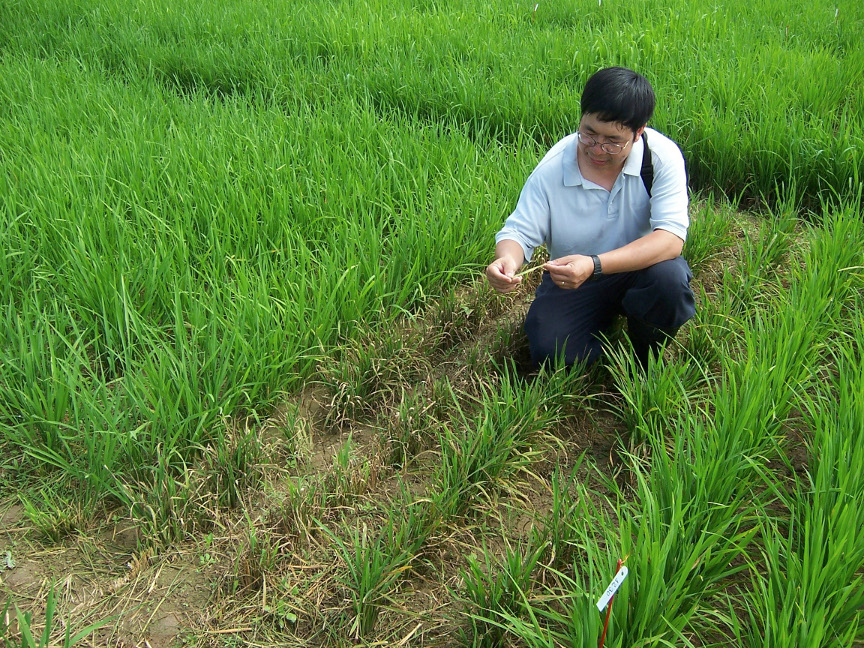 Researchers isolate previously unknown rice blast resistance - Rice Farming
