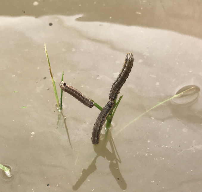 Arkansas entomologists work to refine armyworm treatment thresholds ...